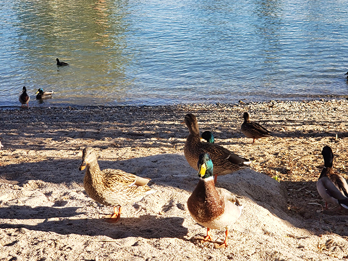 The local duck committee welcomes visitors with curious glances, always ready to negotiate for sandwich crusts.