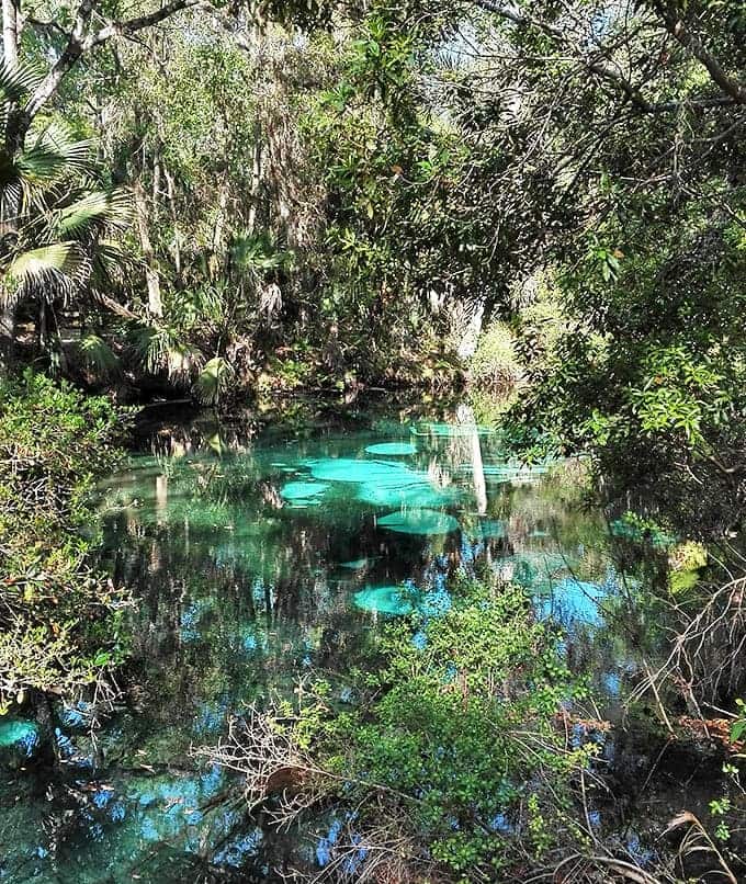 The kind of blue that makes you question reality – this spring looks like someone dropped the Caribbean into the middle of Florida.