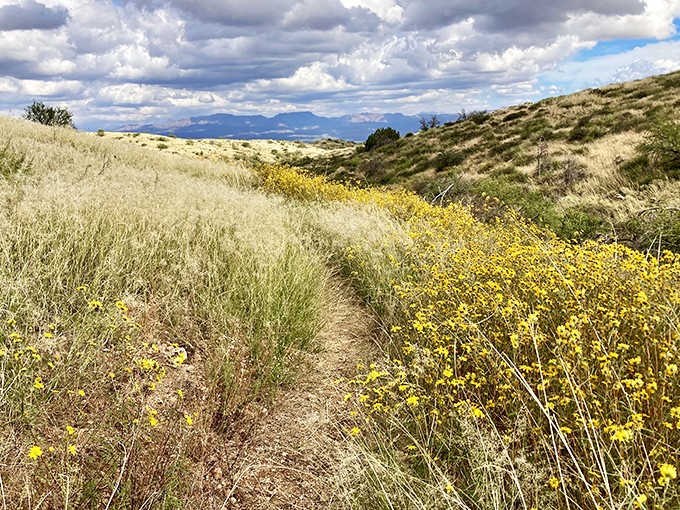 Nature's confetti! Wild yellow flowers carpet the hillsides in spring, creating golden pathways through Oracle's rolling grasslands.