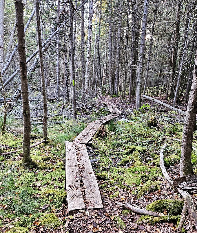 Nature's boardwalk: rustic wooden planks guide adventurers through moss-carpeted forest floors, where each step reveals woodland secrets.