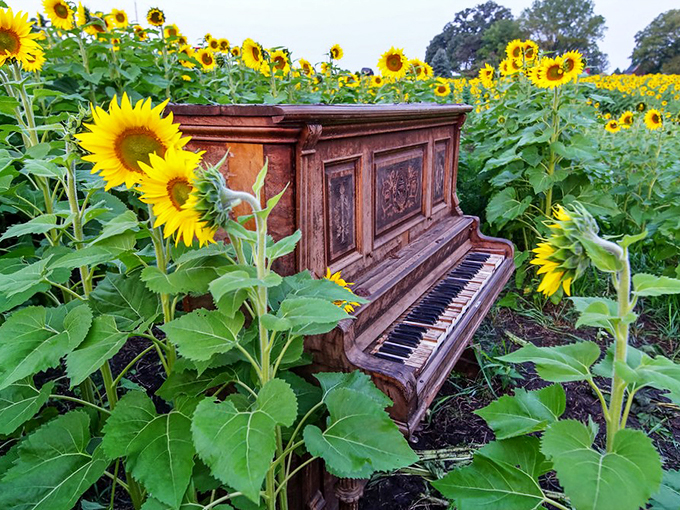 Sunflowers as far as the eye can see. Who needs a yellow brick road when you've got this?