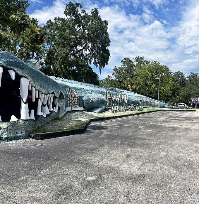 Swampy the gator statue sprawls alongside the highway, its enormous concrete form painted in realistic detail &ndash; a roadside attraction that's impossible to miss.