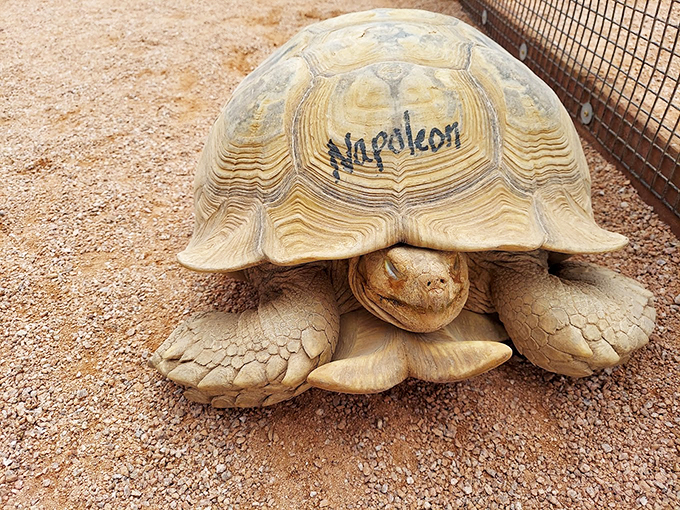 Meet Napoleon, the tortoise who's seen it all. With a shell that's witnessed decades, he's the ranch's very own time capsule on legs.