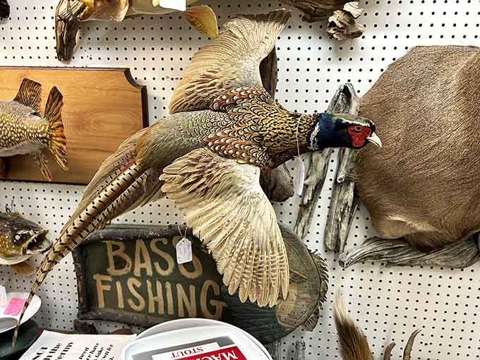 These magnificent pheasants are forever frozen in flight, a testament to the taxidermy arts and a reminder of when wildlife decorated living rooms.