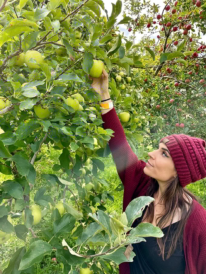 The perfect reach: finding that apple that seems to have been growing just for you is one of life's simple, magnificent pleasures.