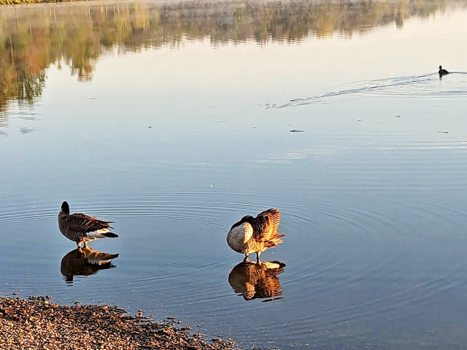 Canada geese perform their morning rituals at the water's edge, creating ripples across the otherwise perfect glass-like surface.