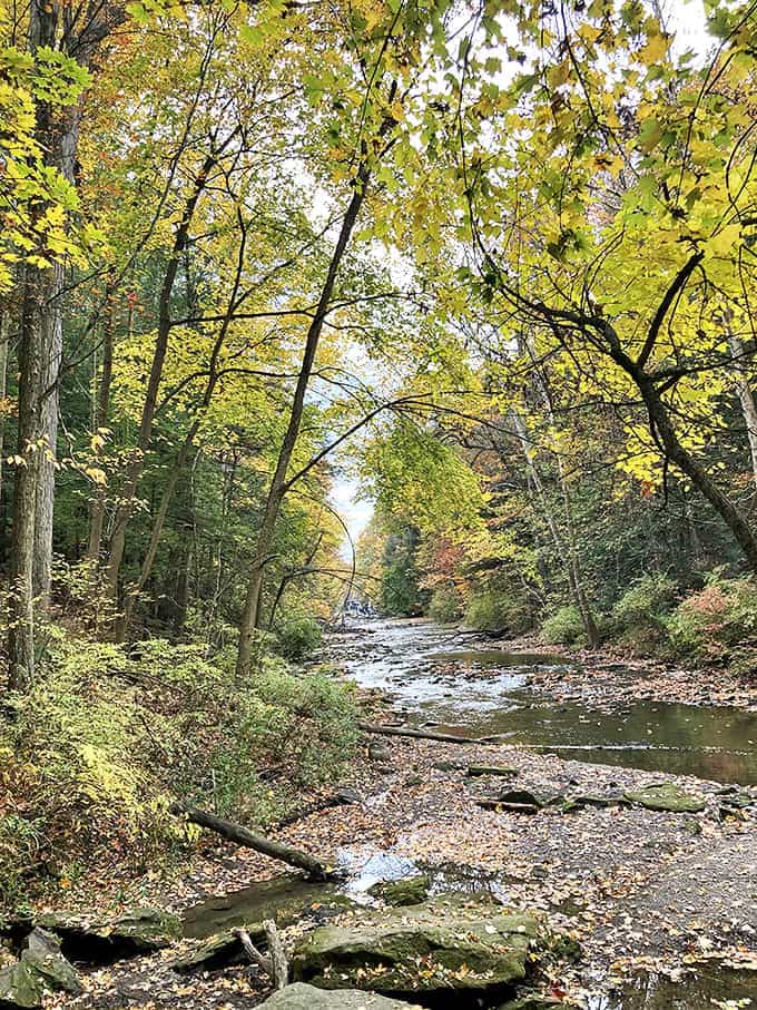Autumn transforms Mill Creek into nature's art gallery, where every bend in the stream reveals another masterpiece framed by golden leaves.