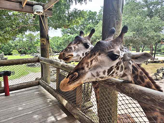 "Excuse me, do you have a moment to talk about our lord and savior, Lettuce?" Giraffes curiously observe kayakers from their waterfront property.