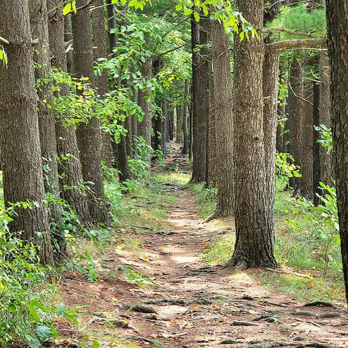 Buckeye Trail Beckons: The iconic blue-blazed Buckeye Trail cuts through lush Ohio woodland, promising adventure with every step forward.