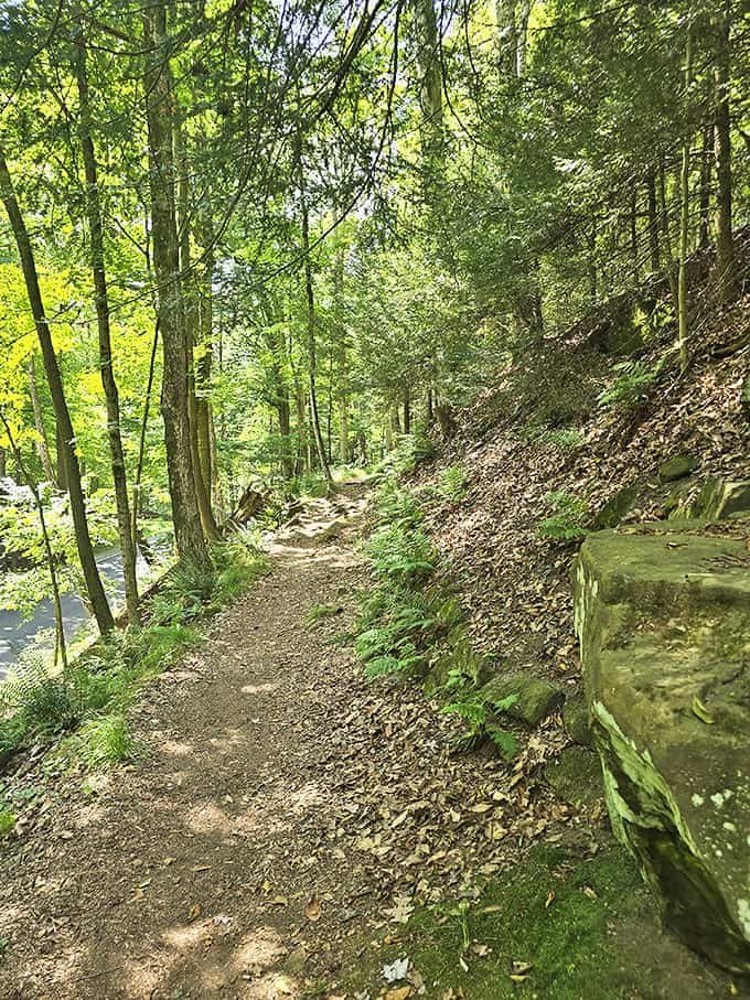 Sunlight dapples this woodland trail near the bridge, creating a path that seems to whisper promises of adventure and discovery.