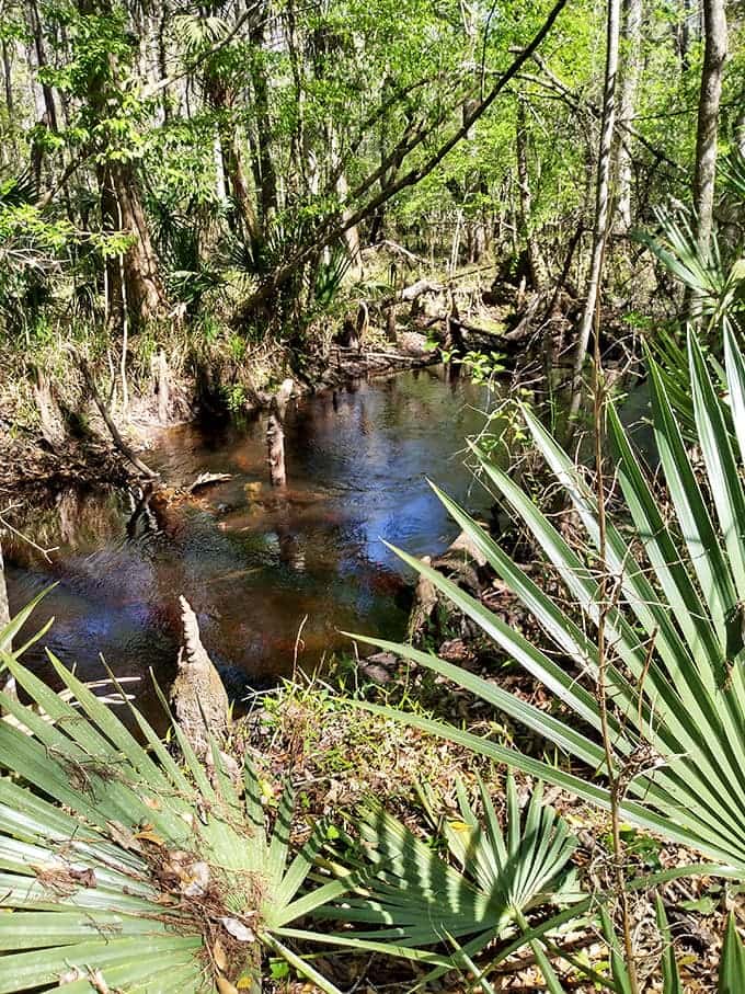 Boardwalks carry you over wetlands where getting your feet wet would otherwise be inevitable, proving that nature trails can be both wild and civilized.