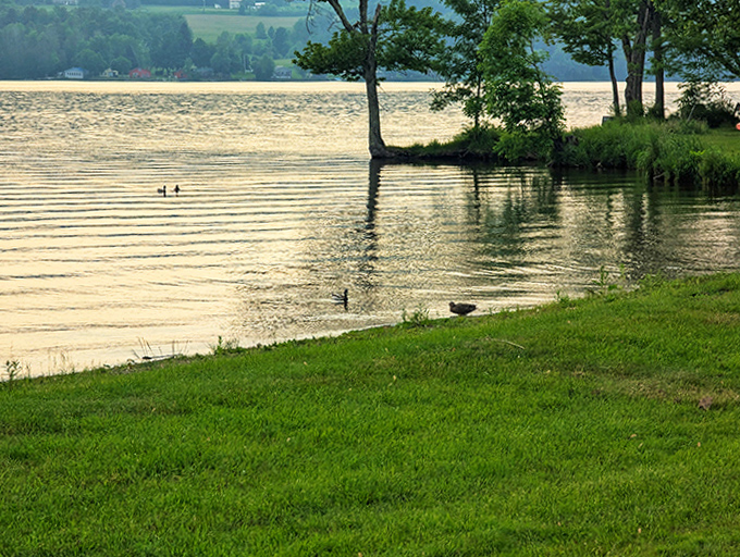 Even the local waterfowl know they've got prime real estate, gliding across Lake Carmi's surface like they own the place.