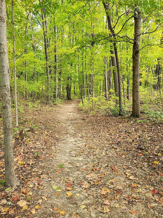 Forest trails that make you want to cancel all your plans and just walk until your phone battery dies from taking too many photos.