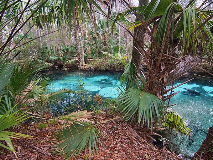 Palm fronds frame this aquatic jewel, where the water's clarity rivals the Caribbean but with a distinctly wild Florida character.