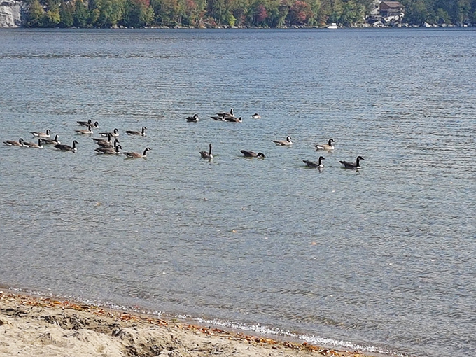 "Excuse me, do you have reservations?" The local waterfowl committee holds their morning meeting, completely unbothered by human schedules.