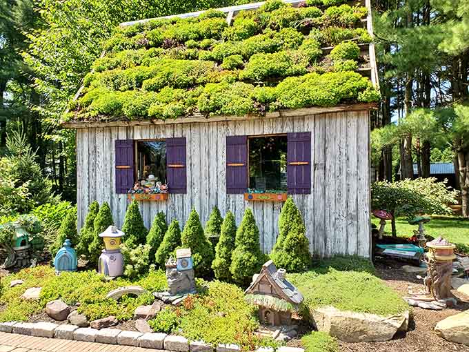 The rustic shed with its purple shutters and flower boxes could easily double as a cottage from a Grimm Brothers story, minus the scary parts.