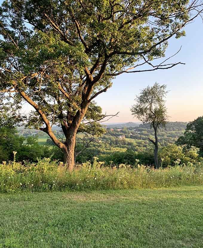 This tree has better views from its office than most CEOs, and it doesn't even have to attend meetings.