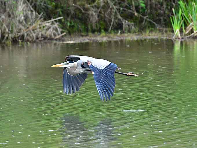 A great blue heron takes flight over Lake Logan, demonstrating nature's grace in motion against the emerald waters.