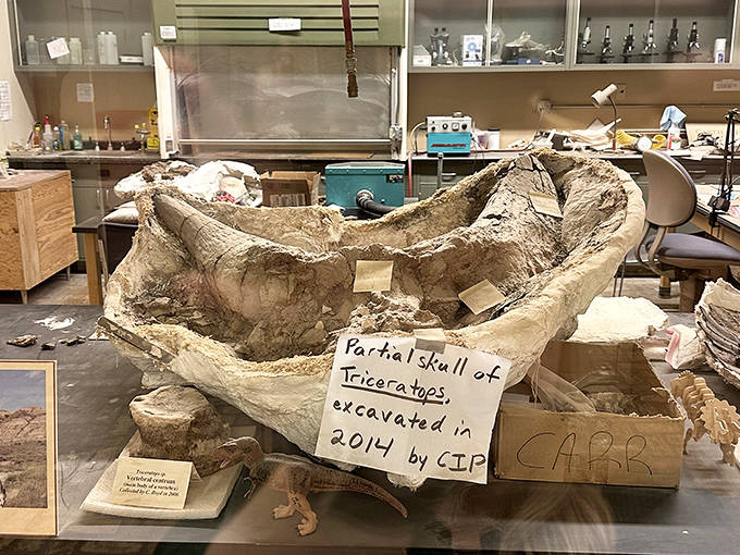 This partial Triceratops skull from 2014 sits patiently in its plaster jacket, like a prehistoric present waiting to be unwrapped.