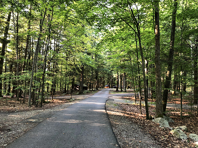 Winding through towering trees, this shaded path offers a cool retreat on summer days and whispers stories of the forest.