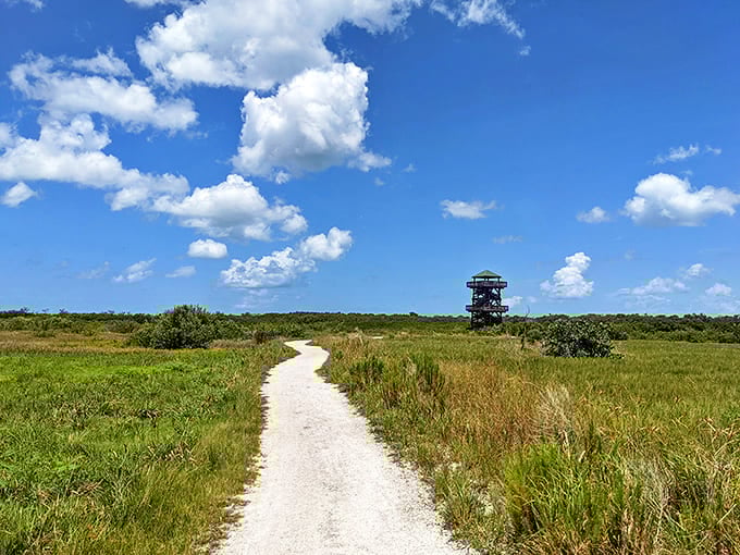 This shell-lined pathway stretches toward adventure, with an observation tower beckoning in the distance like nature's own lighthouse.