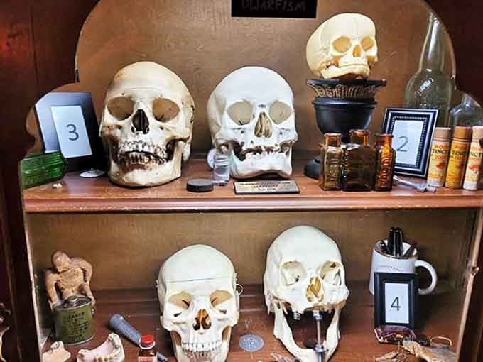 Skulls: These silent teachers, numbered and arranged with scientific precision, reveal the architecture that lies beneath our expressions, smiles, and frowns.