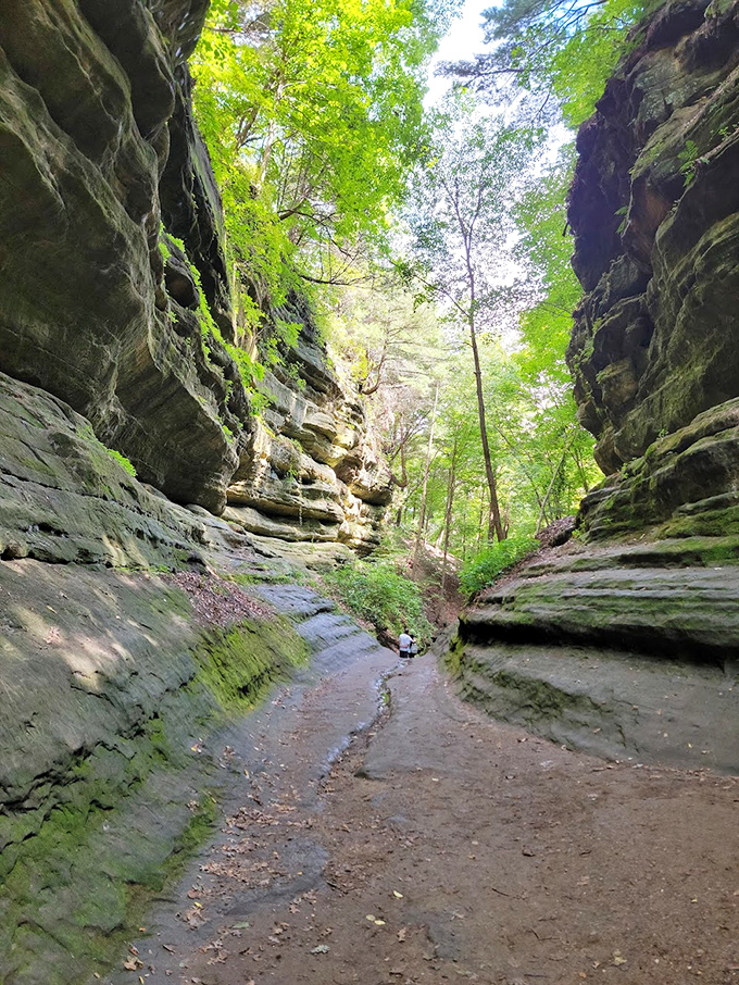 Nature's cathedral: Towering sandstone walls create dramatic passages through Starved Rock's canyons, where sunlight filters through leafy canopies.