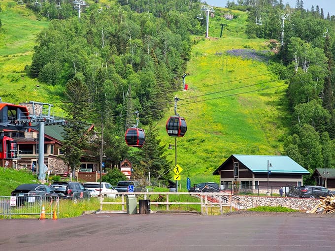 The base area buzzes with that special energy of people about to discover why their phone's camera roll is about to explode with tree photos.