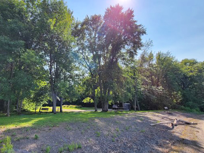 A natural amphitheater of camping spots nestled under a canopy of maple and birch trees.