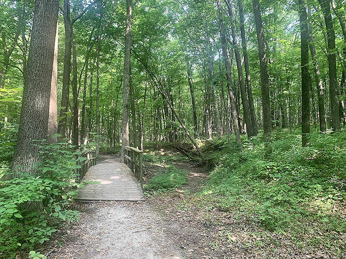 Sunlight dapples through the canopy on this serene woodland trail. Mother Nature's own cathedral ceiling.