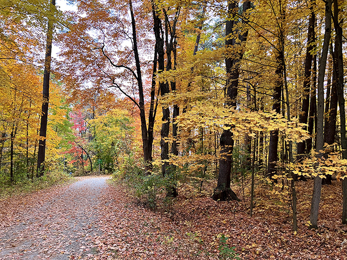 Fall transforms the forest into nature's own fireworks display, with maples and oaks competing for who can wear the brightest colors.