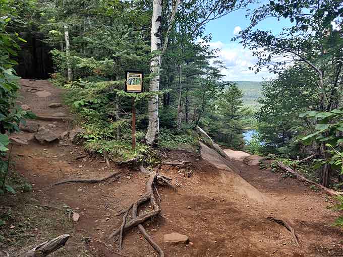 The trail may look humble, but it's your yellow brick road to one of Minnesota's most spectacular overlooks, roots and all.