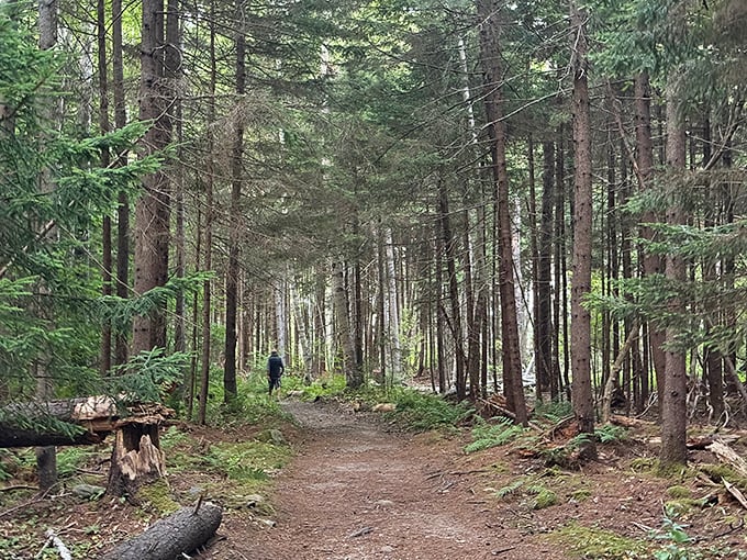 Towering pines create nature's cathedral, offering cool shade and the sweet scent of evergreen along the park's peaceful trails.