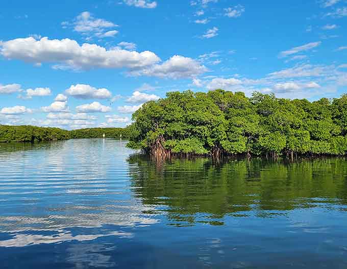 Mangroves doing their best impression of a natural sculpture garden, roots and all included in the exhibition.