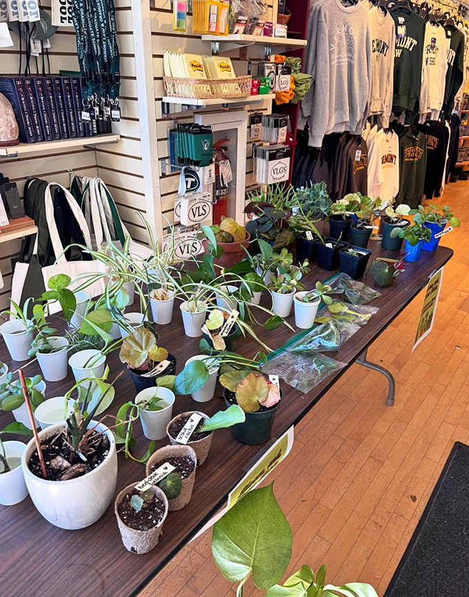 A delightful corner where bookish merchandise meets greenery &ndash; because what's a good read without a plant companion and Vermont-themed goodies?