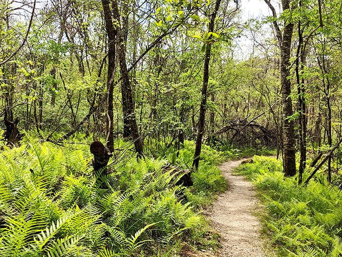 Ferns carpet the forest floor along Florida Caverns' nature trail, creating a prehistoric vibe that makes you check for dinosaurs.