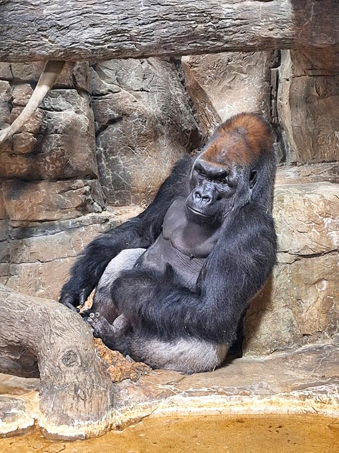 This contemplative gorilla might be pondering the meaning of life&mdash;or just waiting for his next meal.