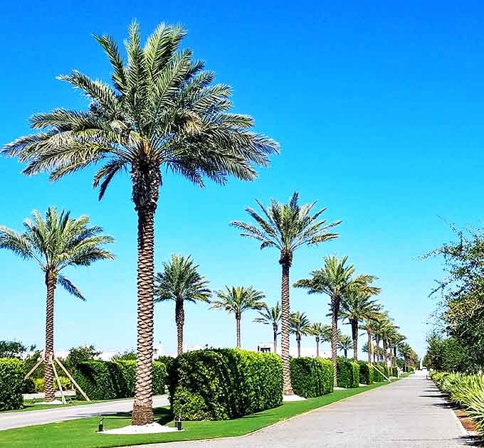 Palm-lined streets: Nature's exclamation points stand at attention along immaculate pathways, creating perfect tropical tunnels for afternoon strolls.