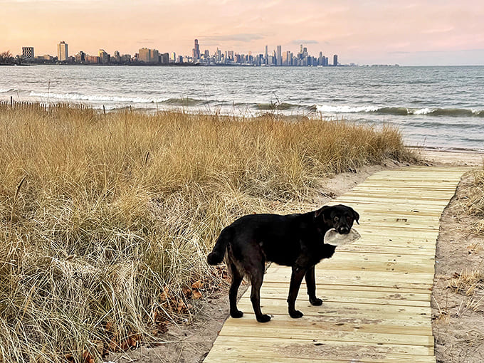 Four-legged friends enjoy the lakefront path too, with this pup pausing to take in the spectacular skyline view at sunset.