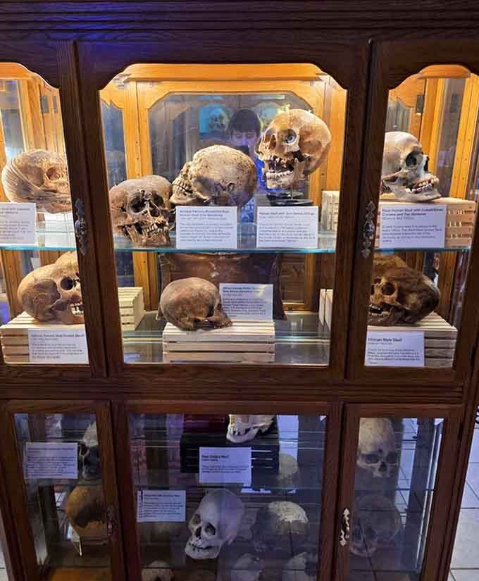 Real human skulls displayed like a macabre library, each one telling stories that'll make your spine tingle.