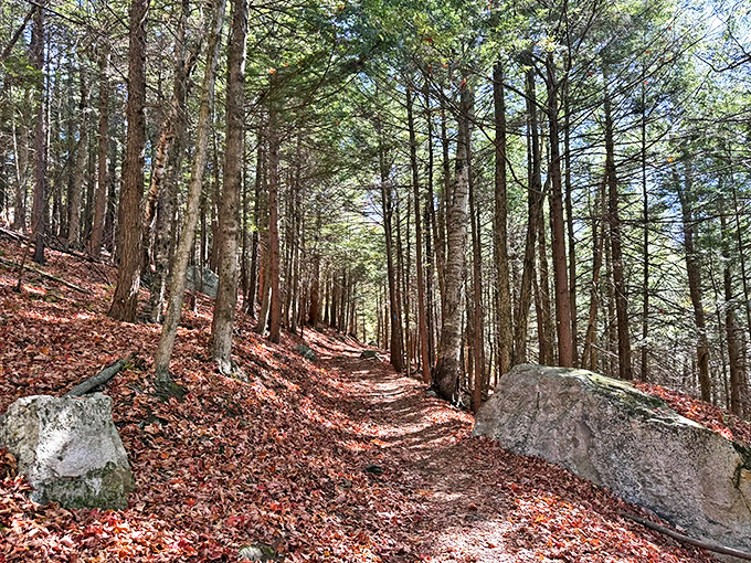 Autumn's paintbrush transforms this pine-lined path into a crimson carpet – Mother Nature showing off her interior design skills.