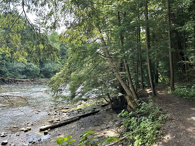 Nature's own meditation path winds alongside Otter Creek, where dappled sunlight plays through the canopy above.
