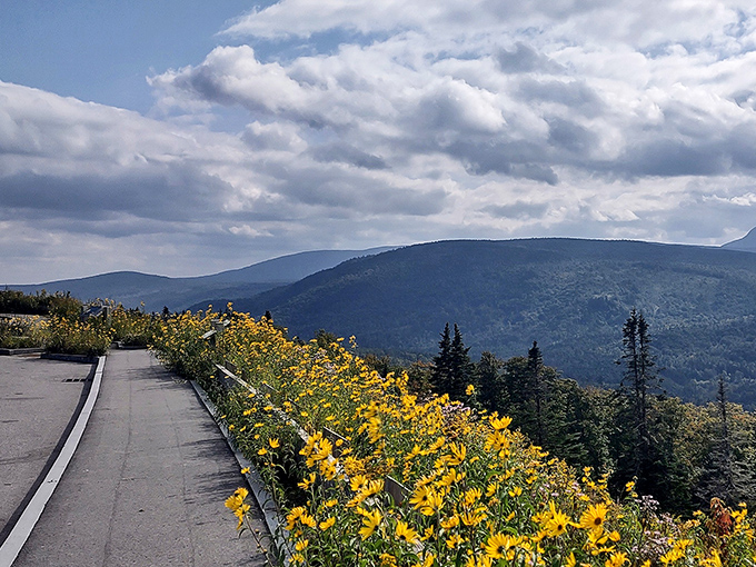 Golden wildflowers dance along the edge of eternity, nature's own welcome committee at this breathtaking panoramic viewpoint.