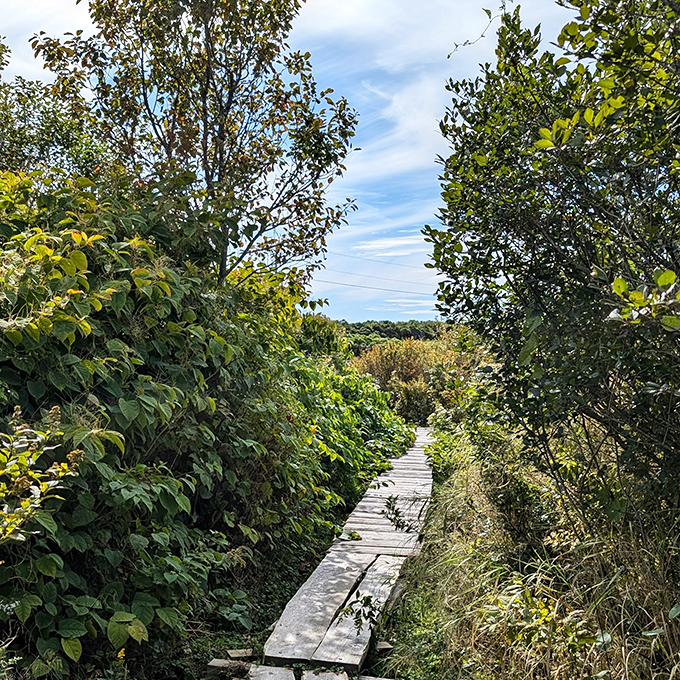 Nature's boardwalk invites exploration through lush greenery, each step promising new discoveries around the bend.
