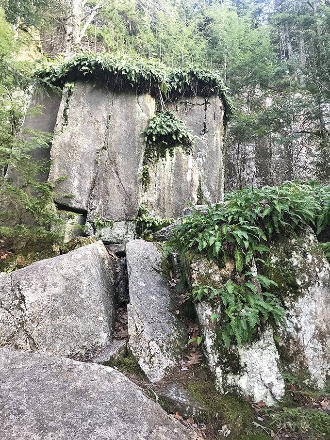 Nature's slow reclamation project – moss-draped quarry walls standing as silent sentinels to an industrial past now surrendering to green.