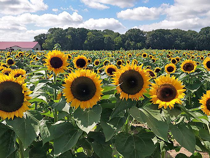 Flowers, flowers everywhere! It's like Willy Wonka traded chocolate for petals.