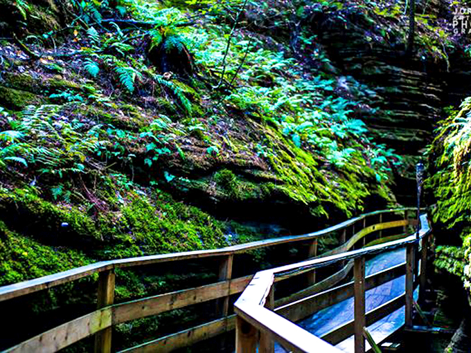 Who needs a yellow brick road when you've got this wooden walkway? Oz has nothing on Wisconsin's wonderland!