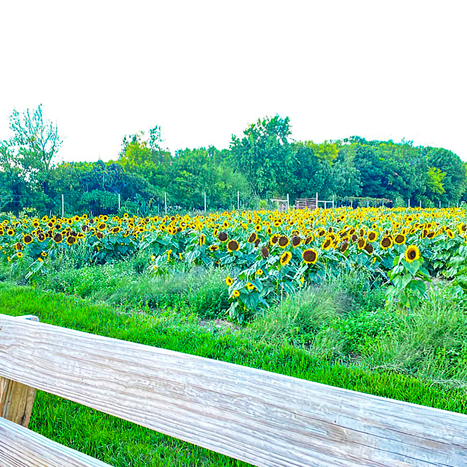 A rainbow of blooms awaits. Who needs a pot of gold when you've got this floral treasure?