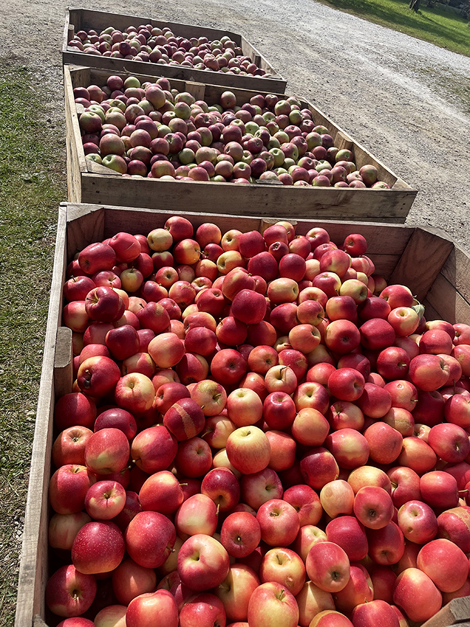 Wooden crates overflow with the day's harvest – a colorful testament to nature's bounty and Vermont's perfect apple-growing climate.