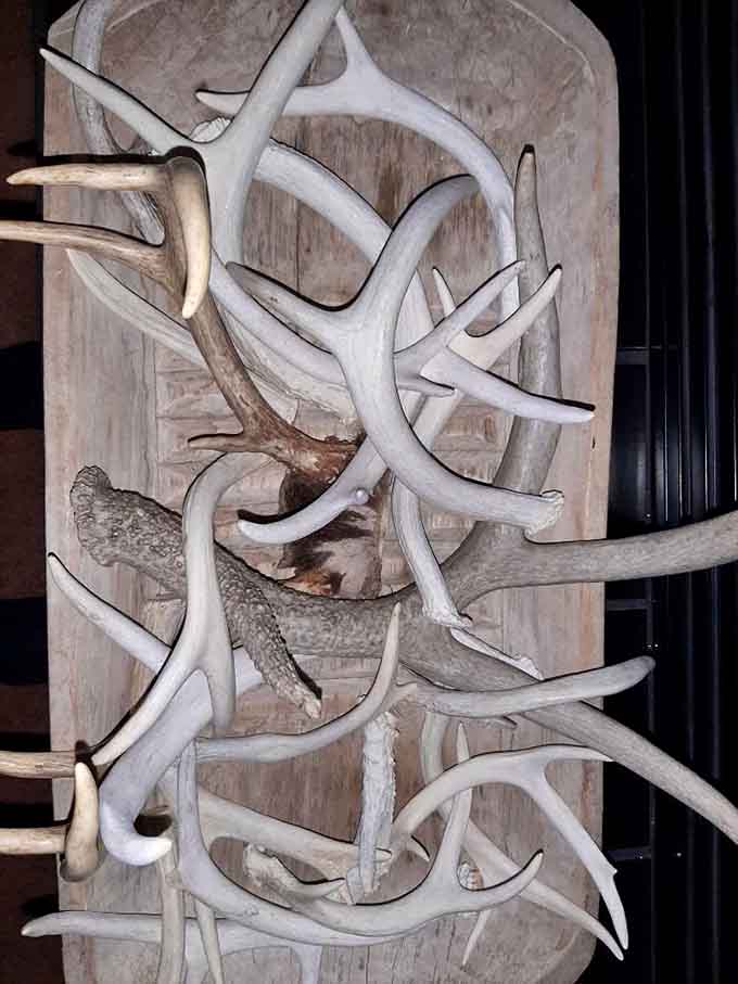 This antler arrangement proves that nature's architecture is still the most impressive design statement you can make in any room.